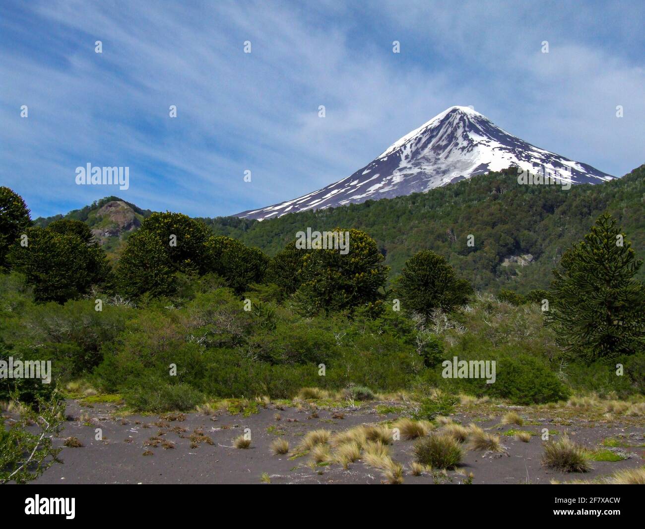 view of Lanin volcano with Araucaria trees Stock Photo - Alamy
