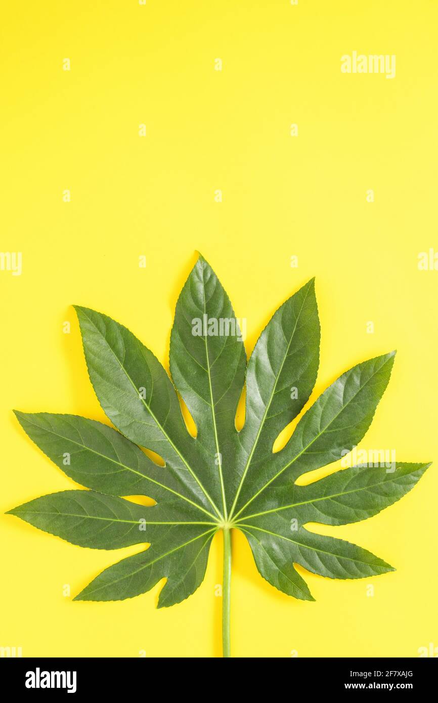 Vertical shot of dark leaf resembling a marijuana leaf on yellow ...