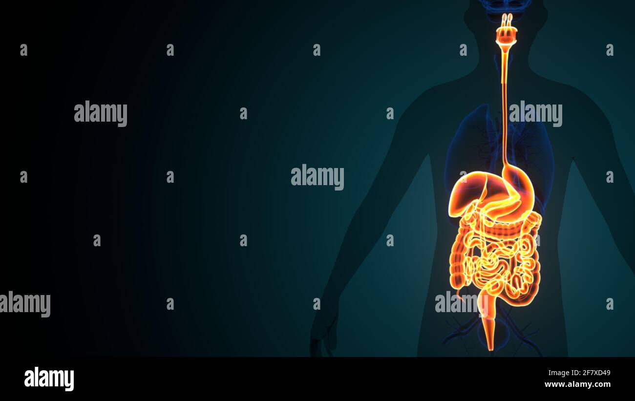 human body digestive system anatomy. 3d illustration Stock Photo - Alamy