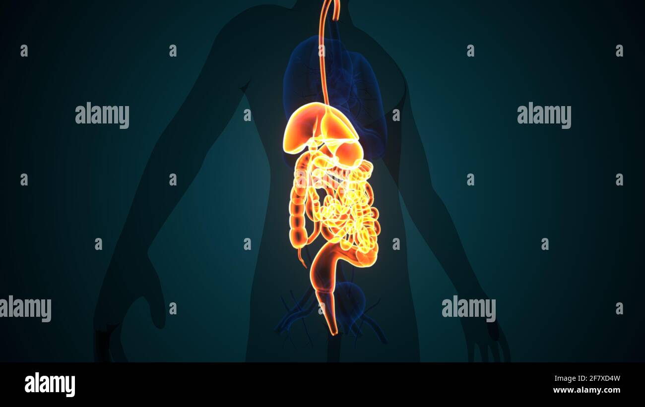 human body digestive system anatomy. 3d illustration Stock Photo - Alamy