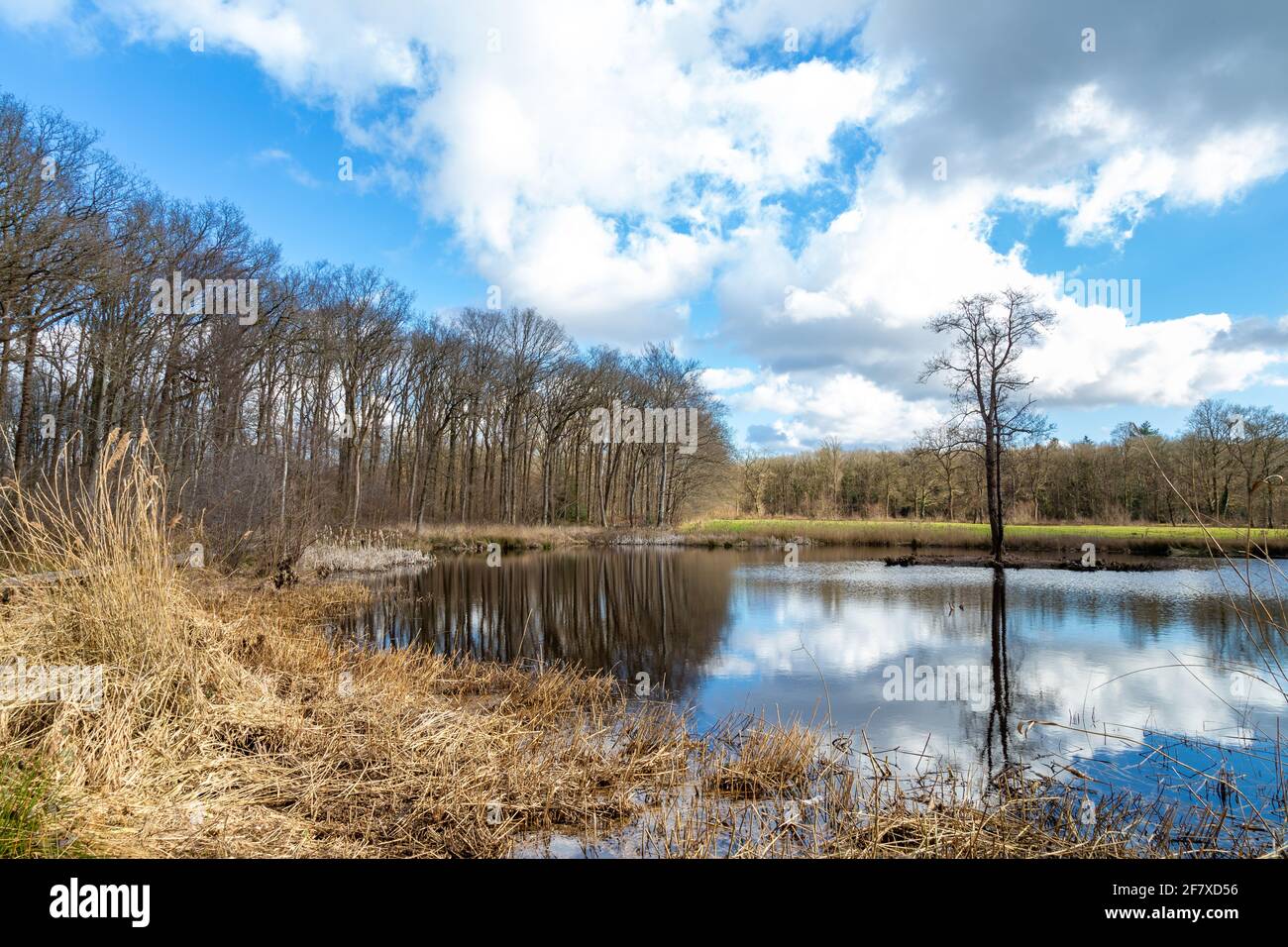 Beautiful natural pond with clouded sky in Drenthe Netherlands Stock ...