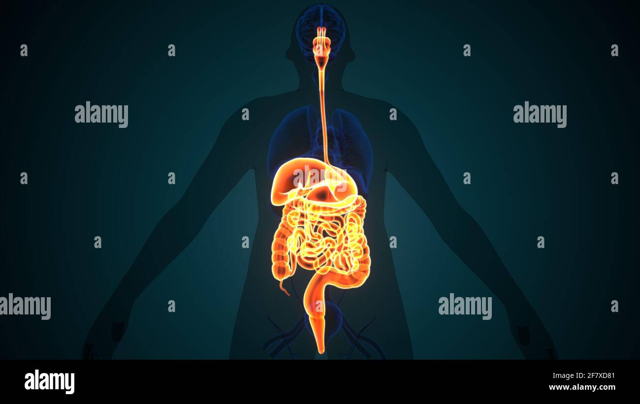 human body digestive system anatomy. 3d illustration Stock Photo - Alamy