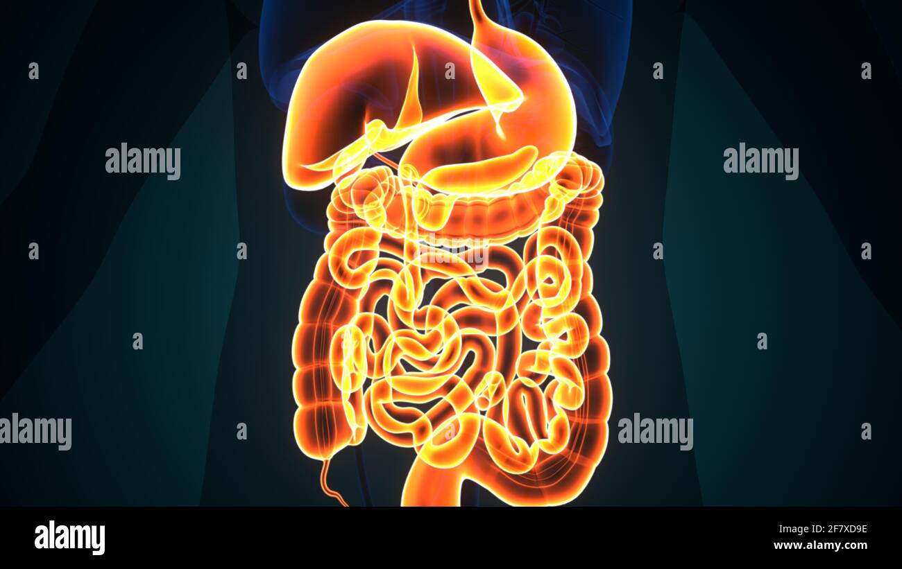 human body digestive system anatomy. 3d illustration Stock Photo - Alamy