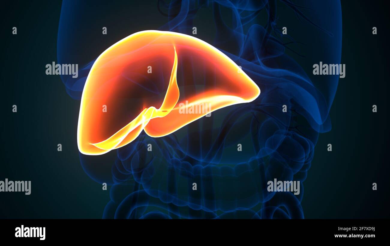 Liver 3D Illustration Human Digestive System Anatomy Stock Photo - Alamy
