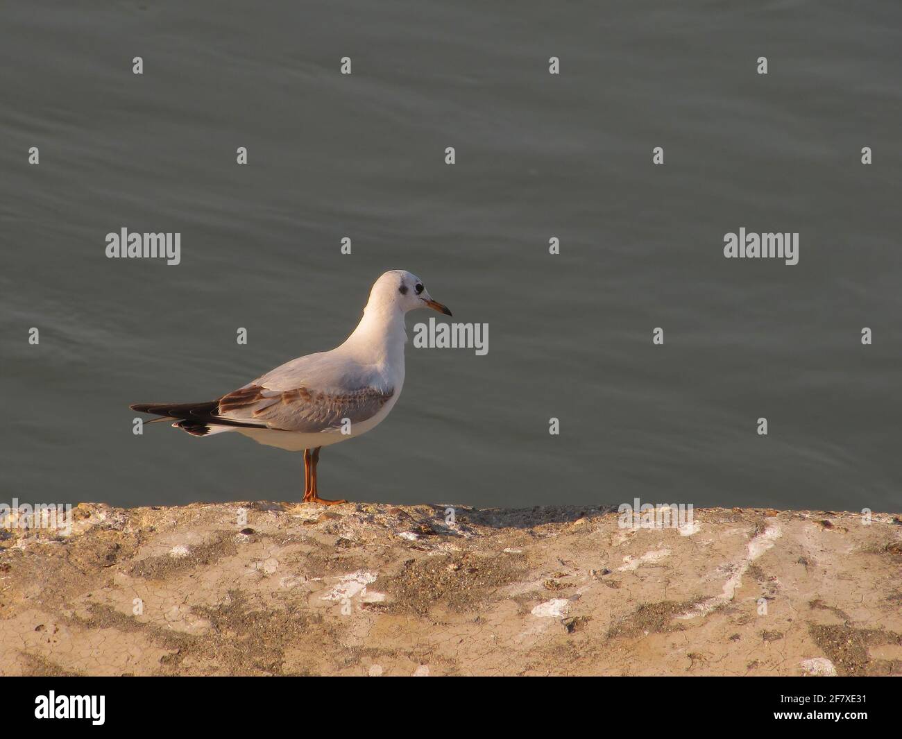 Closeup shot of a seagull standing on the edge of the bank of the river ...
