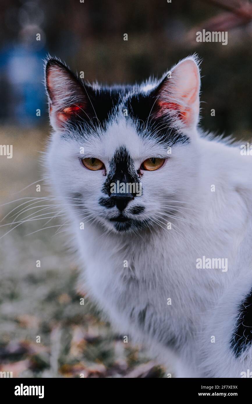 Grumpy looking animals hi-res stock photography and images - Alamy
