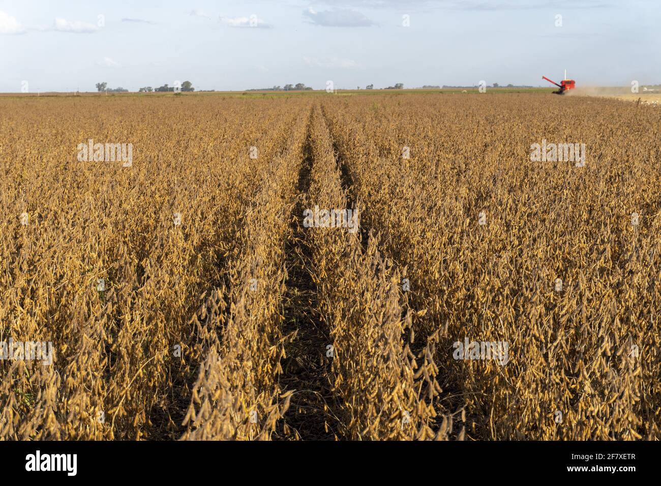 Dumping beans hi-res stock photography and images - Alamy