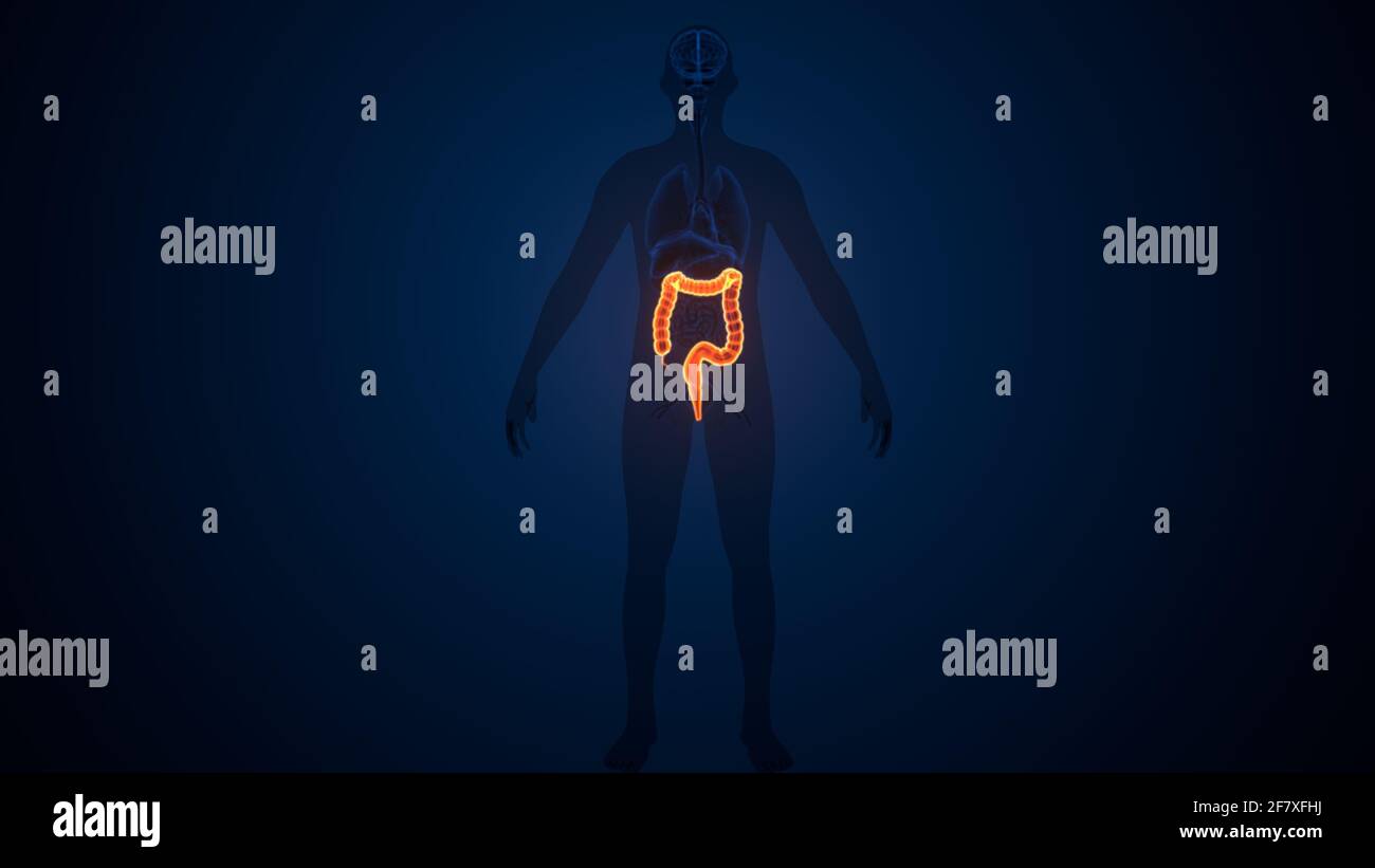 Large intestine anatomical illustration hi-res stock photography and ...