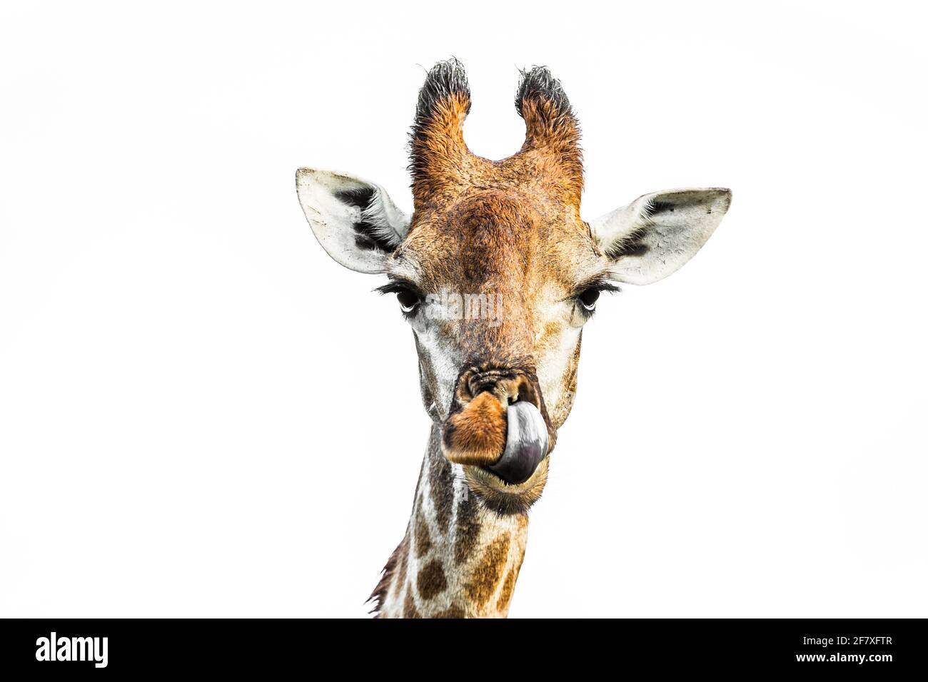 Giraffe portrait front view isolated in white background in Kruger ...