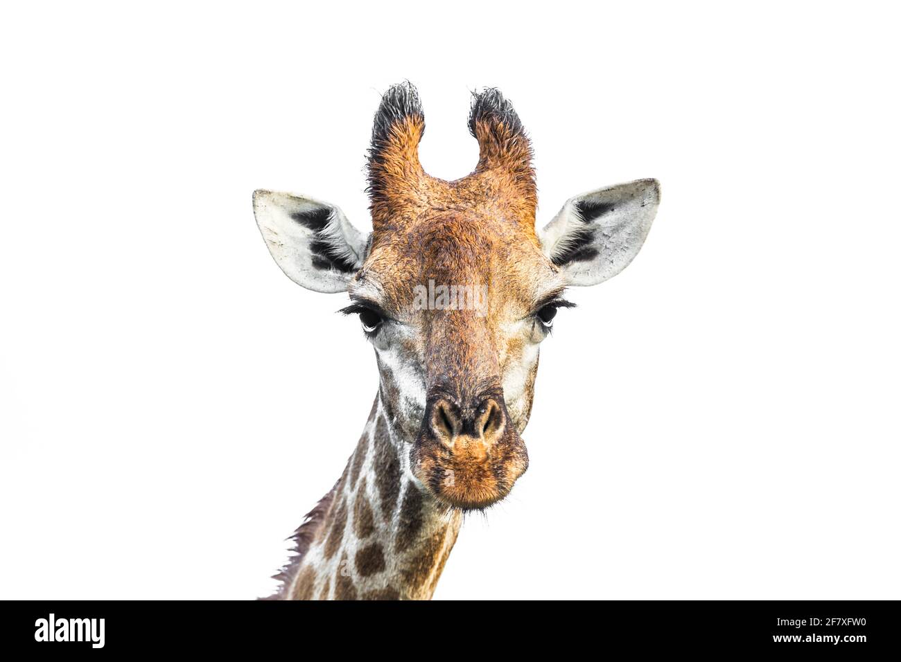 Giraffe portrait front view isolated in white background in Kruger ...
