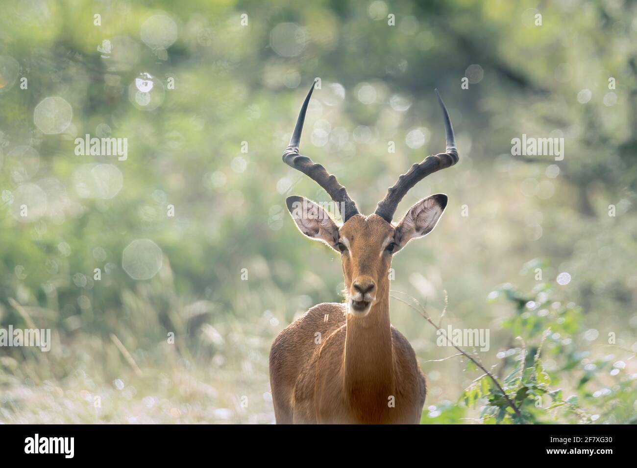 Common Impala horned male with backlit natural background in Kruger ...