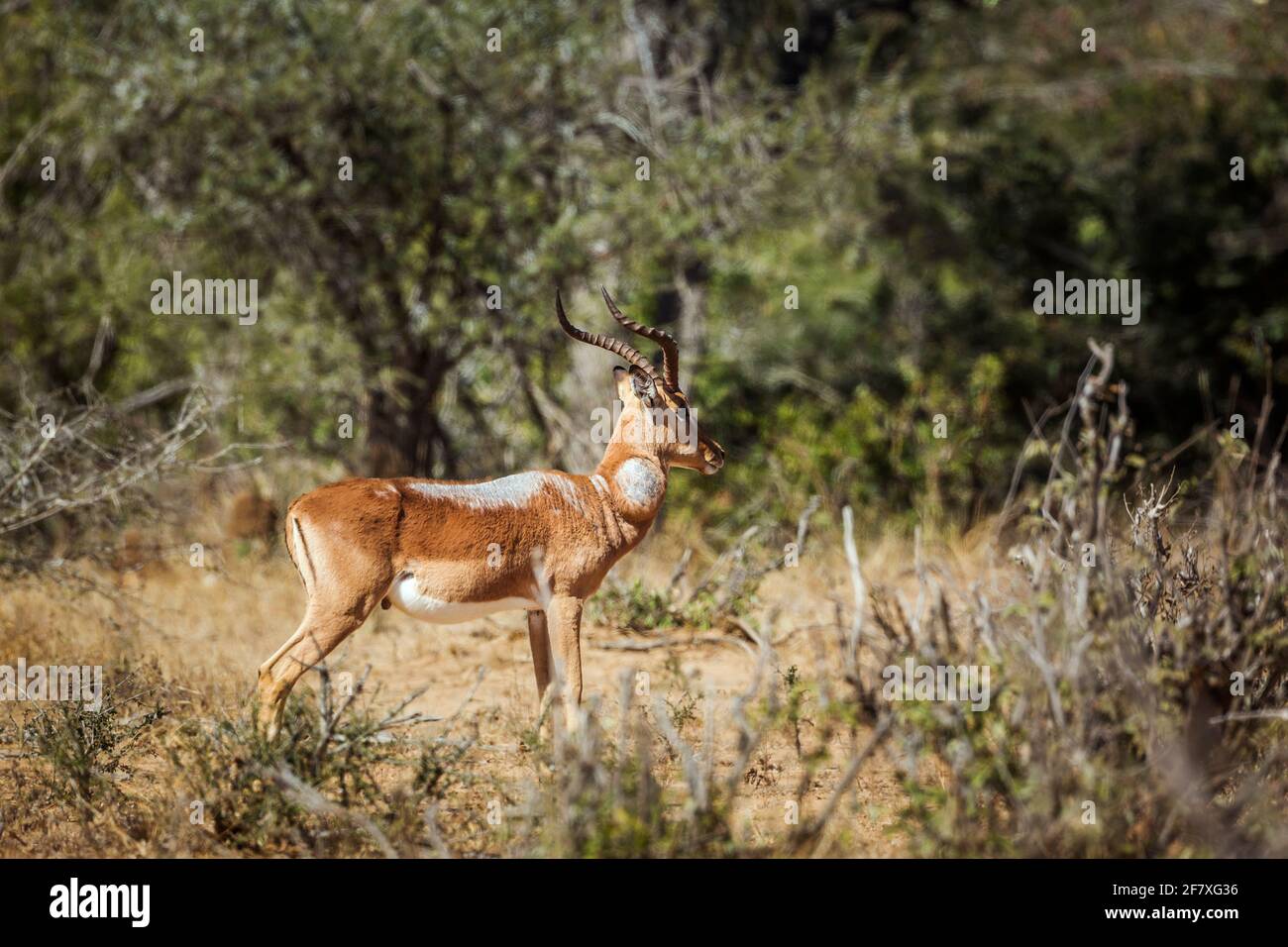 Common Impala male with fur disease in Kruger National park, South ...