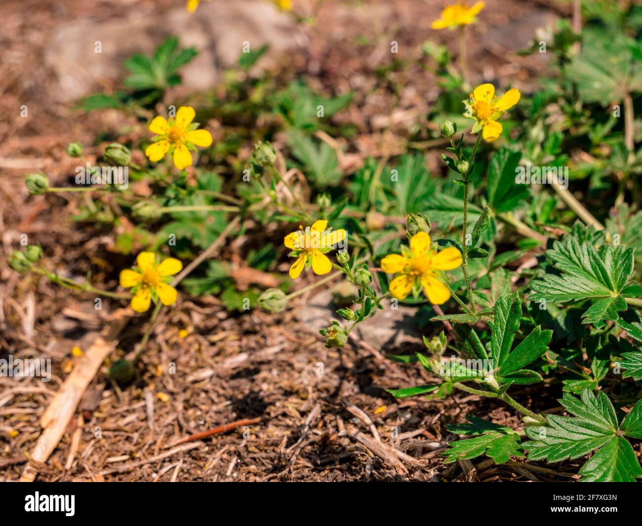 Creeping cinquefoil (Potentilla reptans) blooming on a dry lawn Stock ...