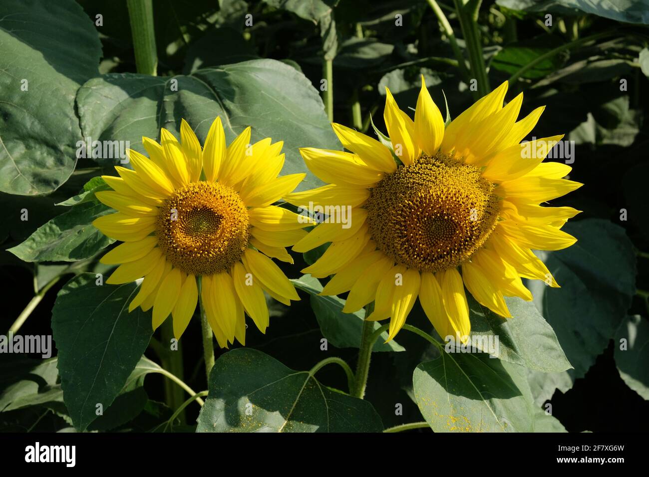 Two sunflowers hi-res stock photography and images - Alamy