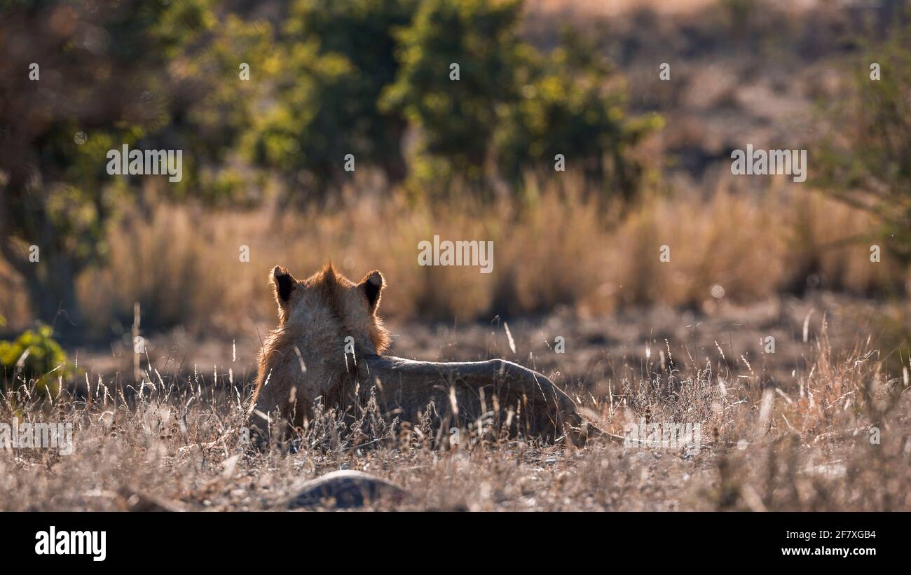 African lion young male lying down in backlit rear view in Kruger ...