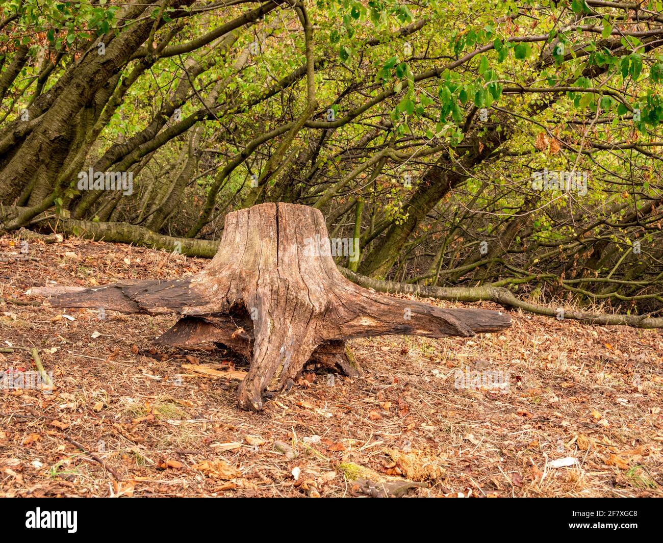 Tree stumps on the ground hi-res stock photography and images - Alamy