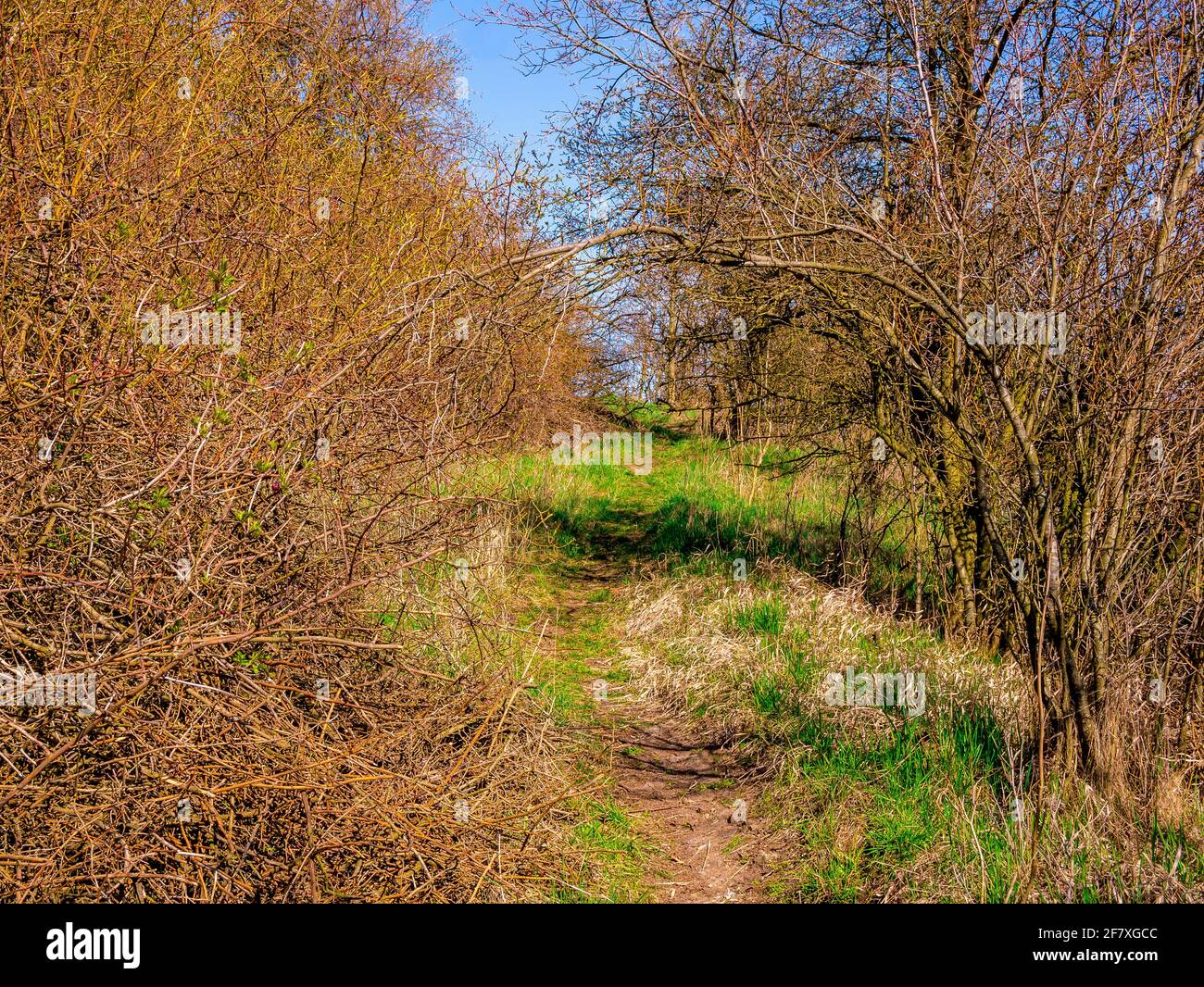 A footpath through the bushes that form an arch Stock Photo - Alamy
