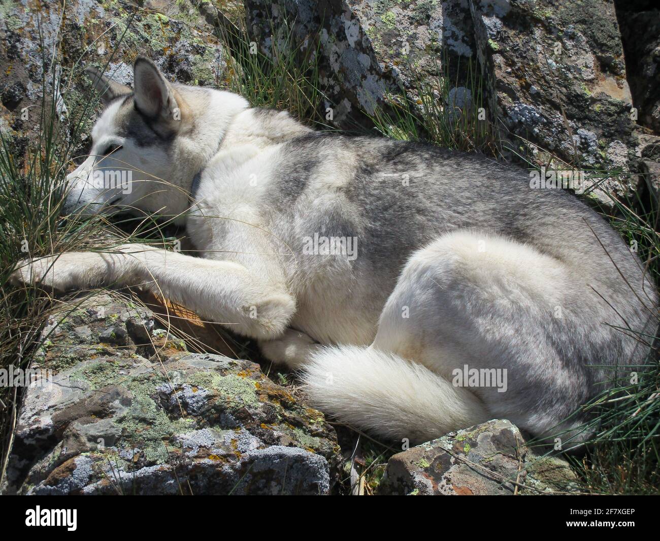 Wolf sleeping on rocks in a forest Stock Photo - Alamy