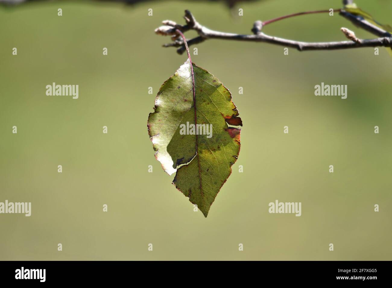 Variegated yucca isolated hi-res stock photography and images - Alamy