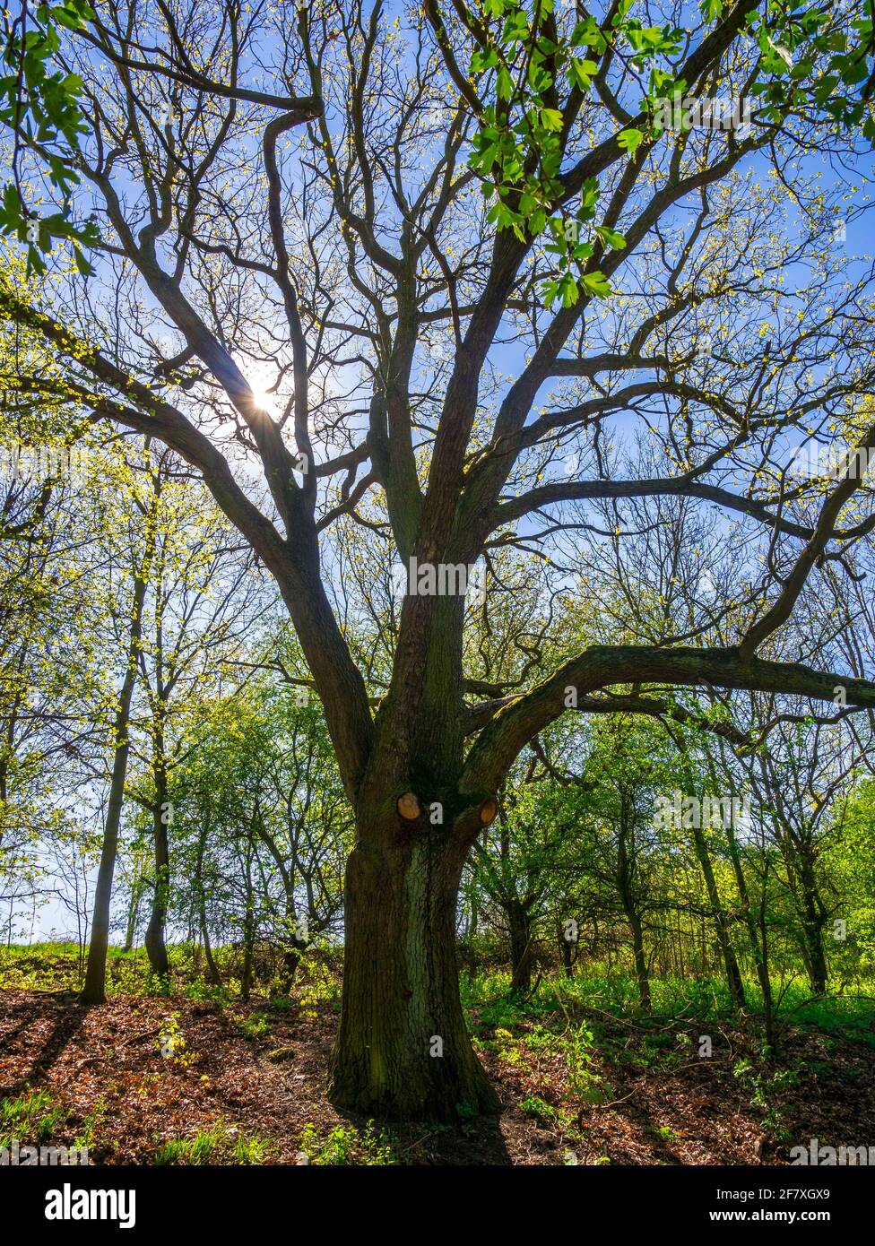 Massive oak tree hi-res stock photography and images - Alamy