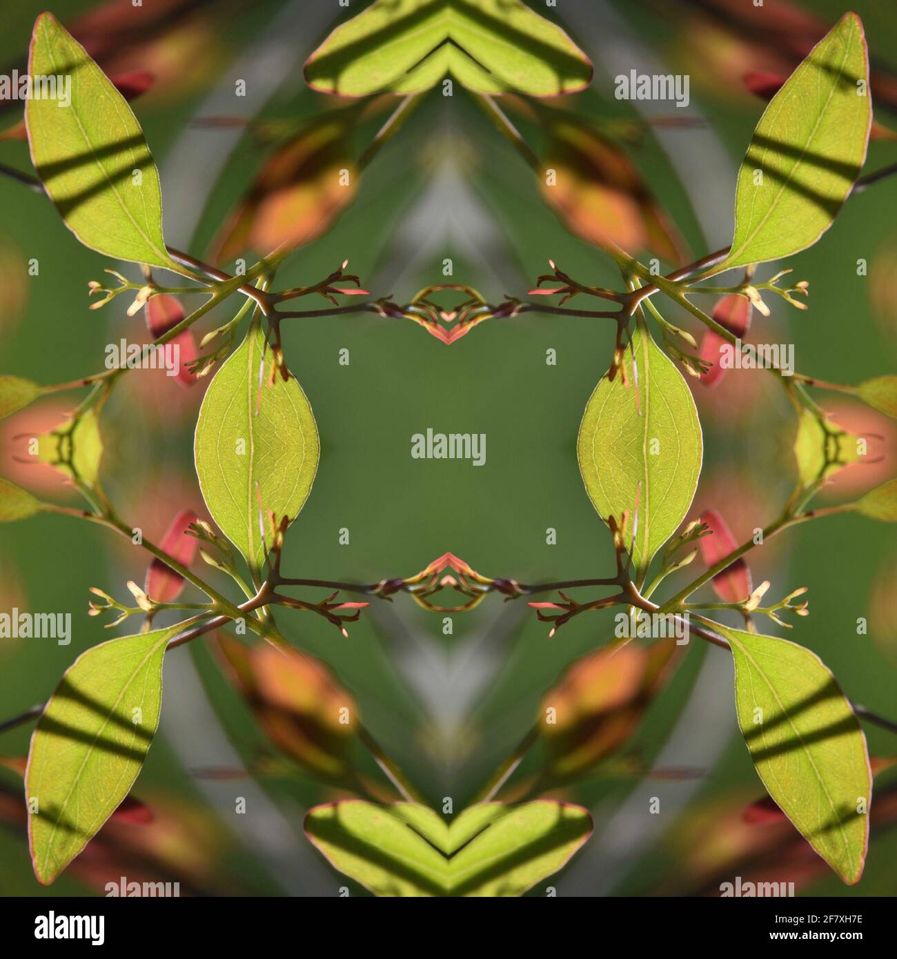 Phyllodes leaves hi-res stock photography and images - Alamy