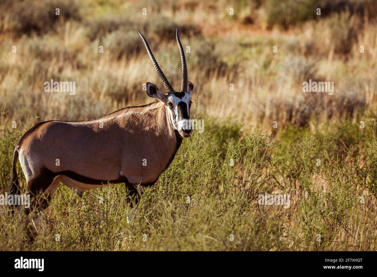 South African Oryx in Kgalagari transfrontier park, South Africa ...