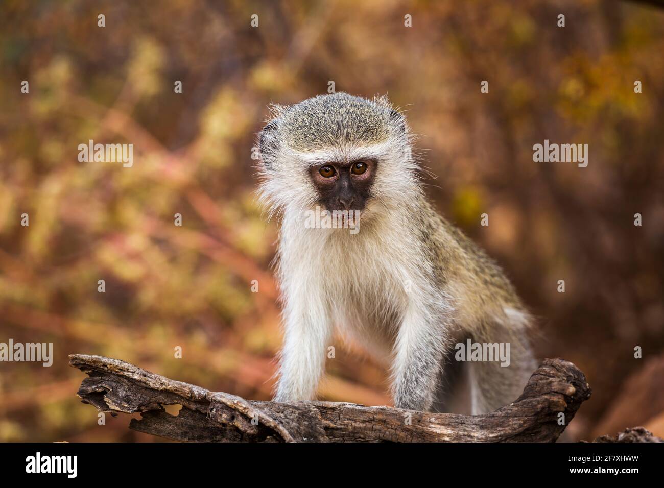 Cute young Vervet monkey with natural background in Kruger National ...