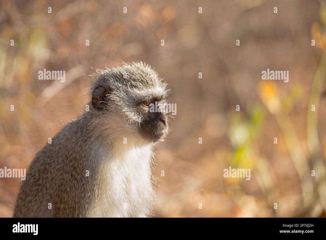 Vervet monkey portrait with blur natural background in Kruger National ...