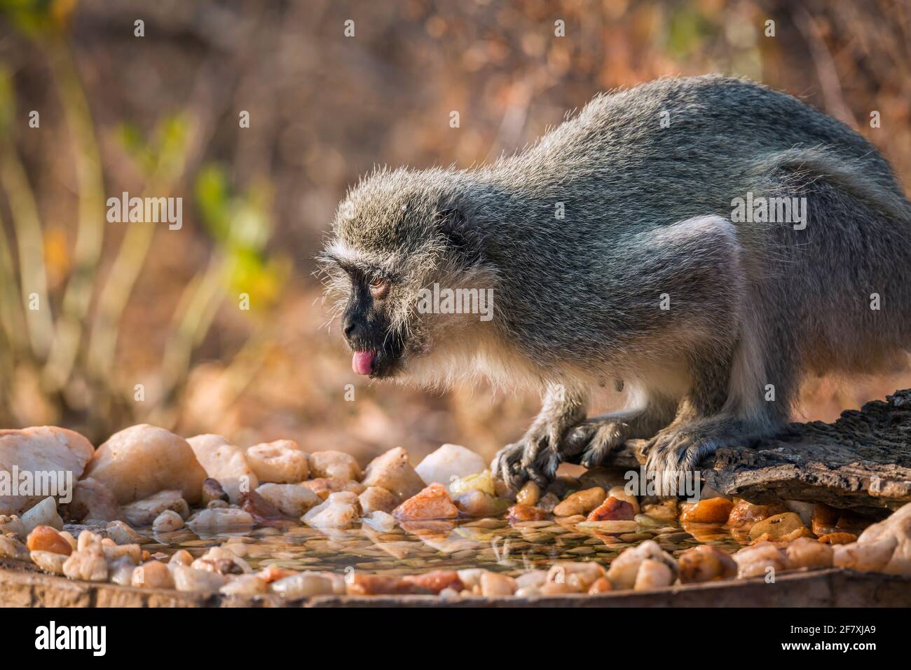 Monkey standing up hi-res stock photography and images - Alamy