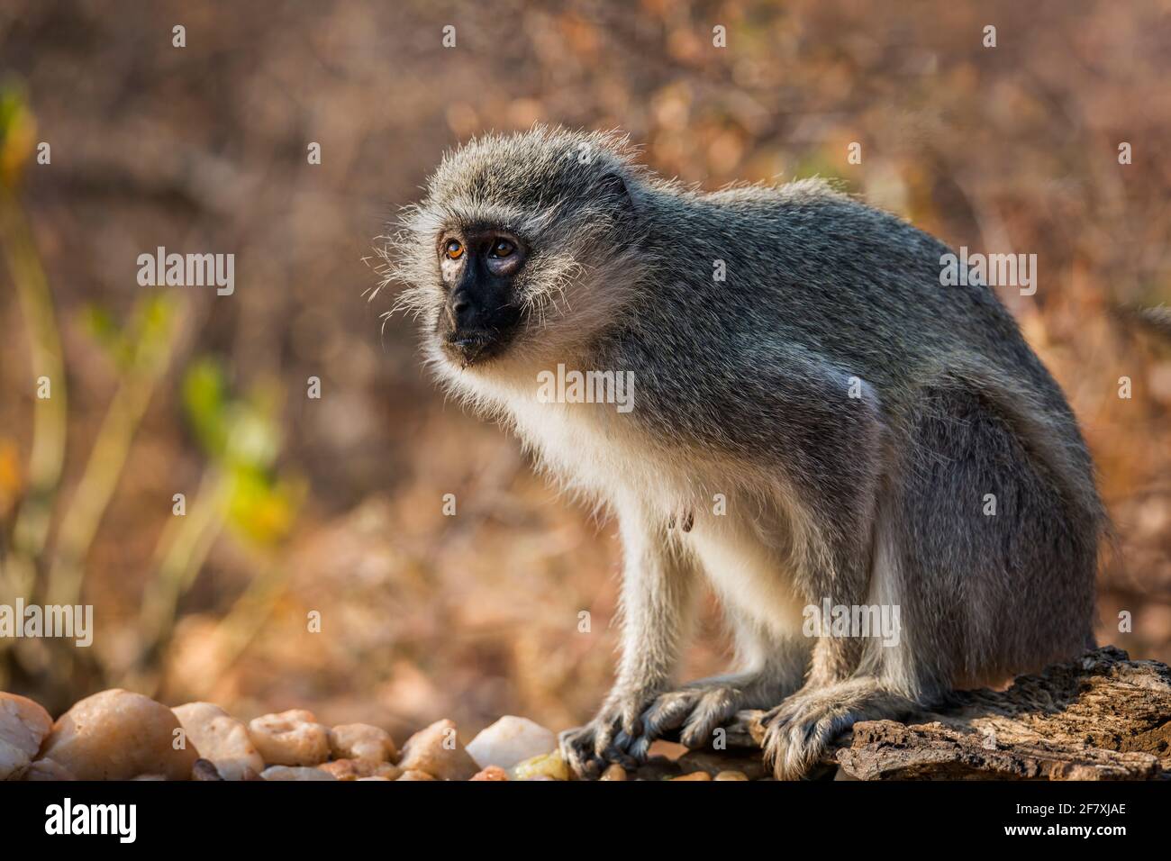 Monkey standing up hi-res stock photography and images - Alamy