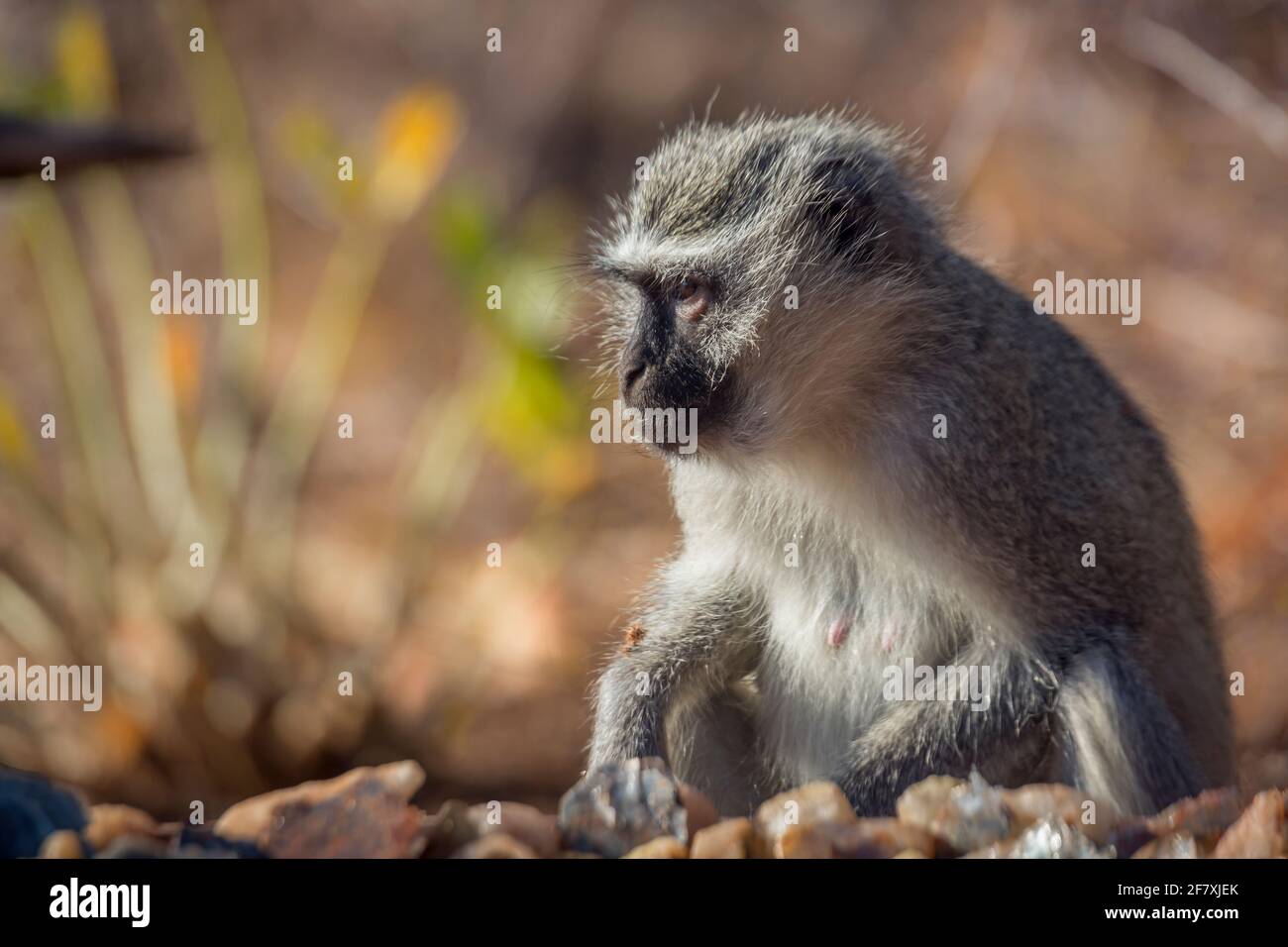 Vervet monkey portrait with natural background in Kruger National park ...