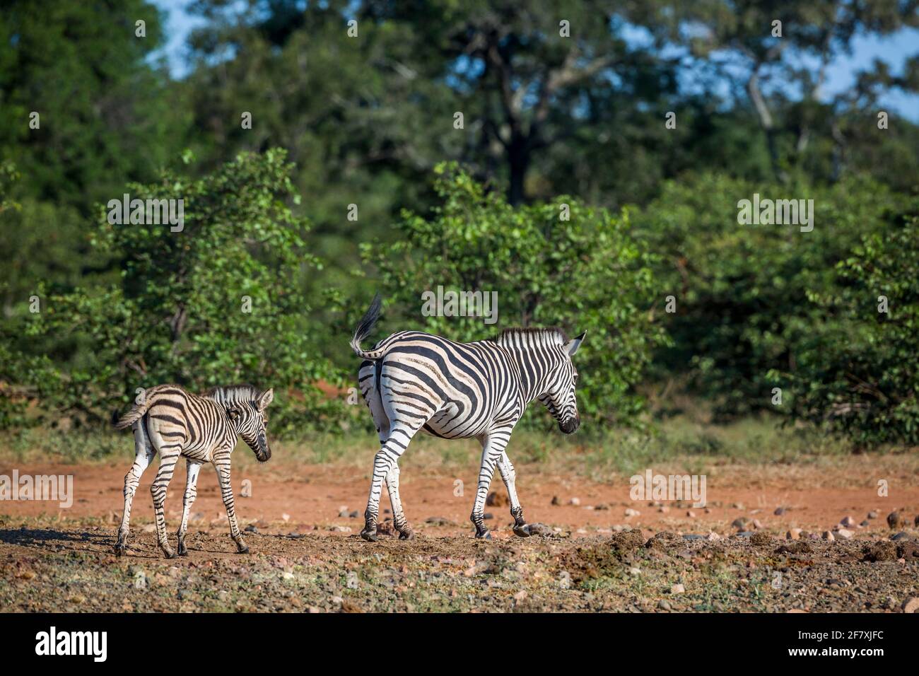 Zebra baby animal hi-res stock photography and images - Alamy