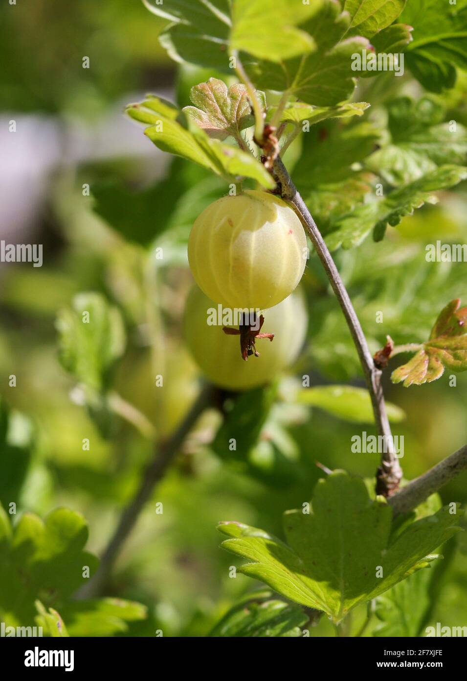 Ribes uva hi-res stock photography and images - Alamy