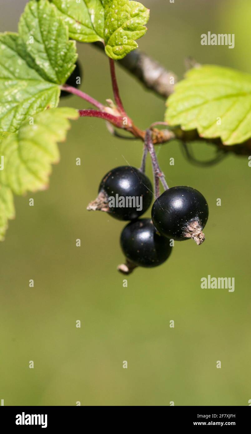 BLACKCURRANT on twig Ribes Nigrum Stock Photo - Alamy
