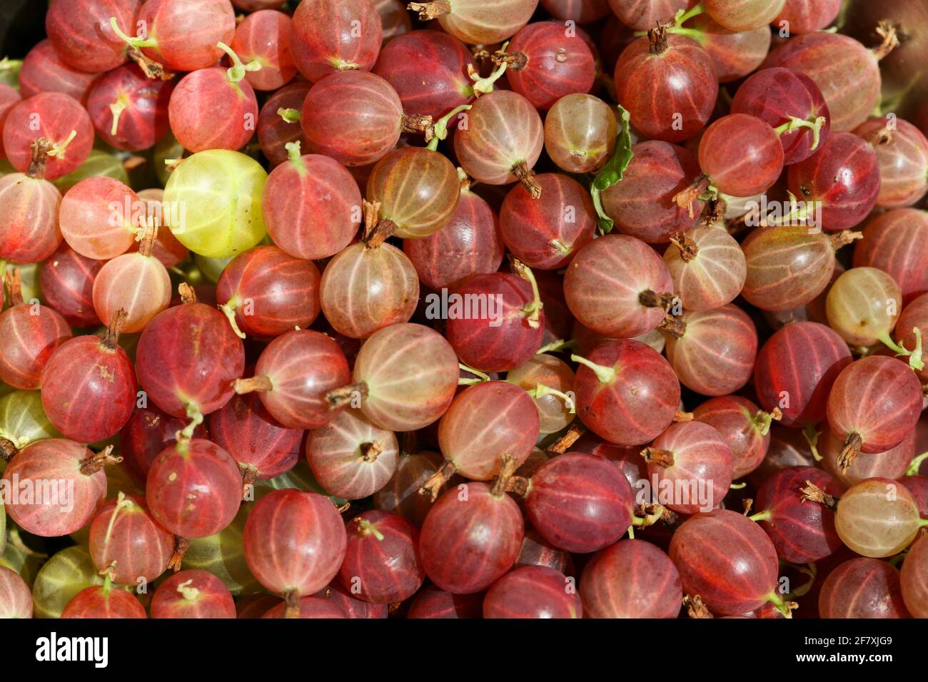 Ribes uva hi-res stock photography and images - Alamy