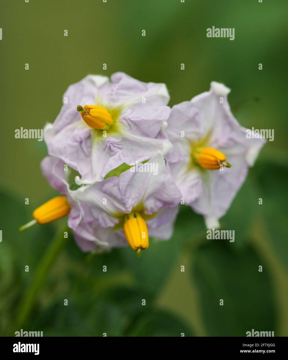 SOLANUM TUBEROSUM Potato flower Stock Photo - Alamy