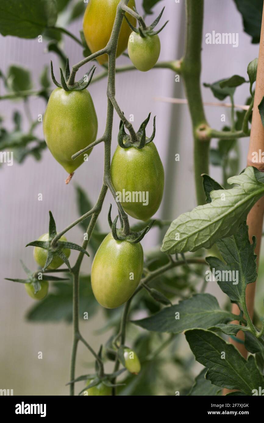 TOMATO Solanum Lycopersicum plant with fruit Stock Photo - Alamy