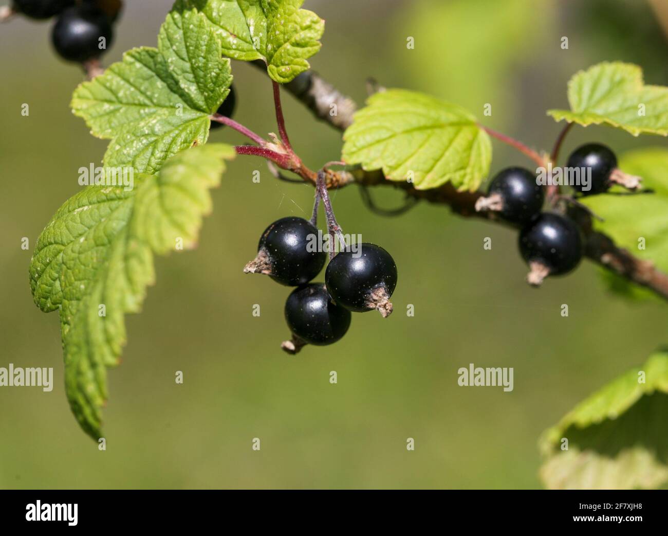Grossulariaceae ribes nigrum hi-res stock photography and images - Alamy