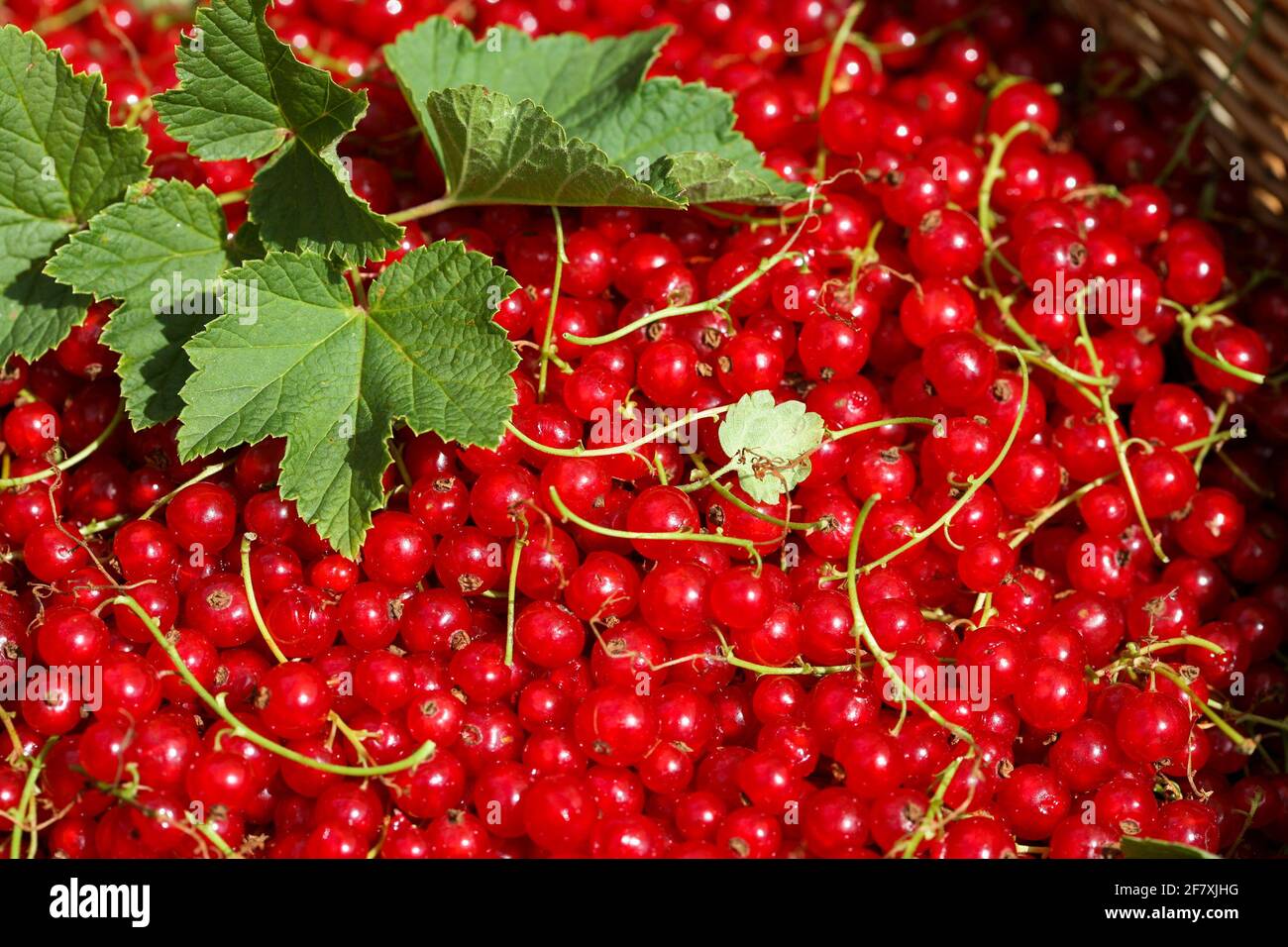 Shrub berry hi-res stock photography and images - Alamy