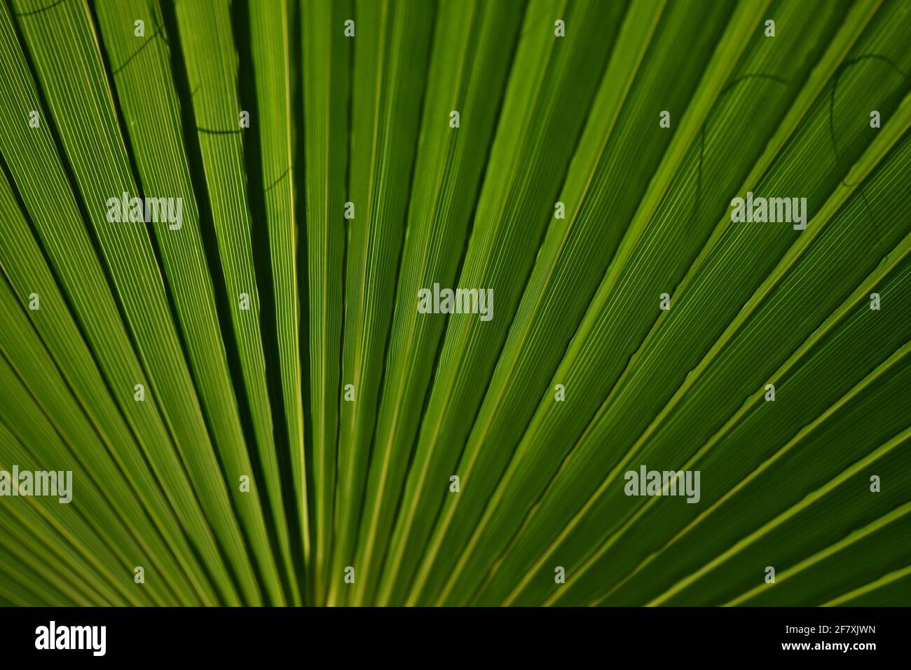 Thrinax radiata (Palm tree) green leaf symmetrical venation abstract ...