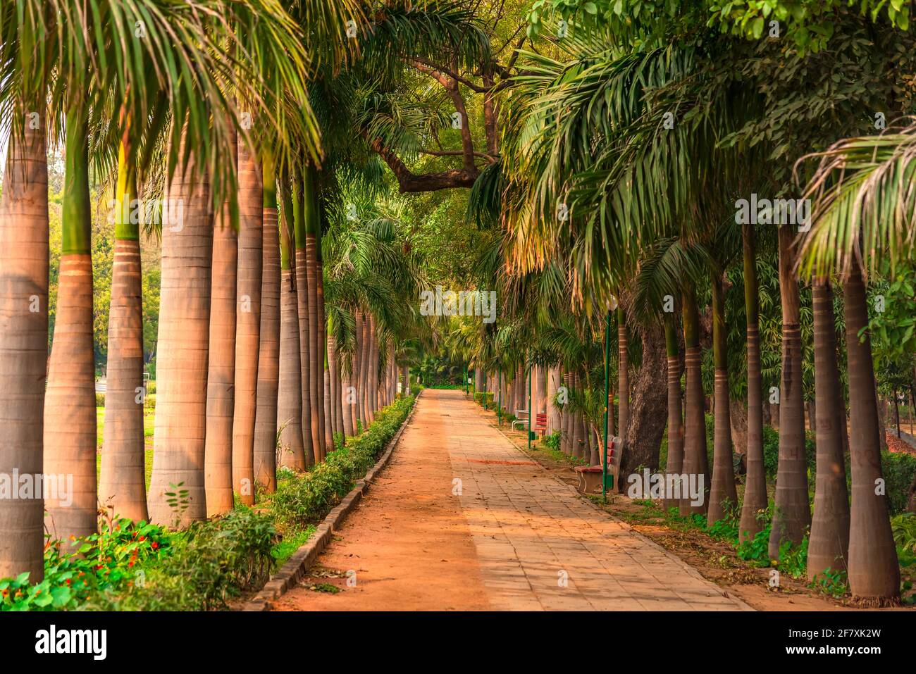 View at rose garden of South Delhi, India Stock Photo - Alamy