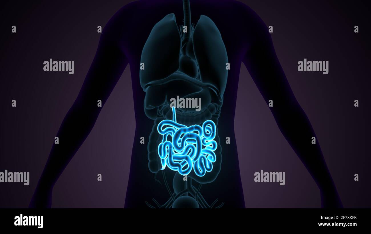 3d illustration of human body small instance anatomy Stock Photo - Alamy