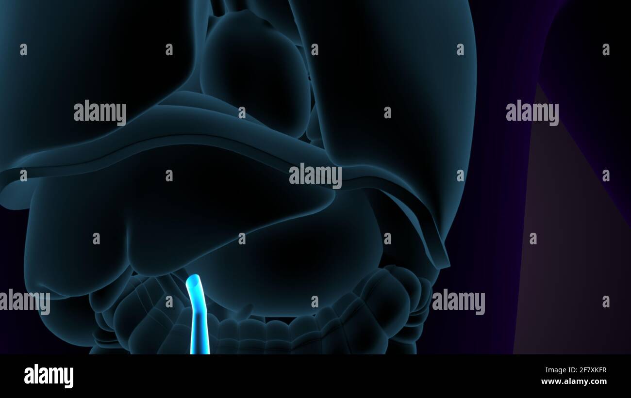 3d illustration of human body stomach anatomy Stock Photo - Alamy