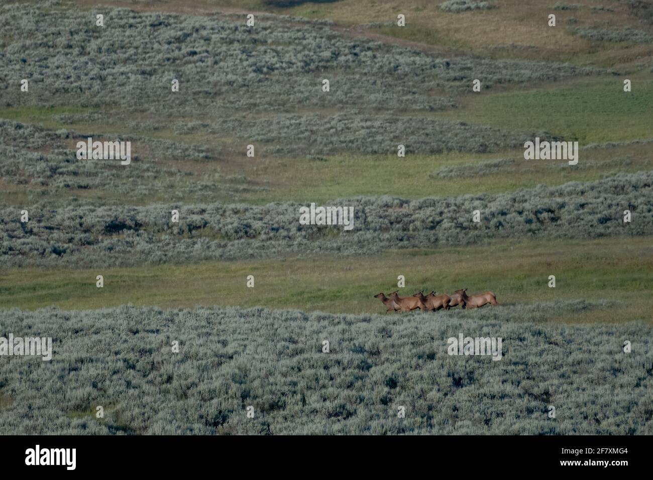 Female elk run across hi-res stock photography and images - Alamy