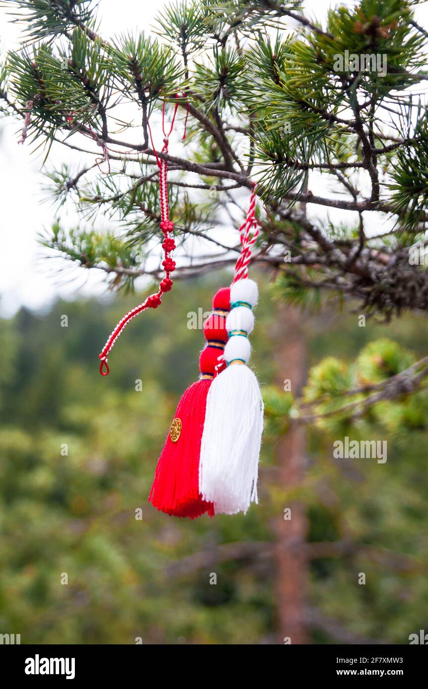 Bulgarian red and white Martenitsa attached to an evergreen tree Stock ...