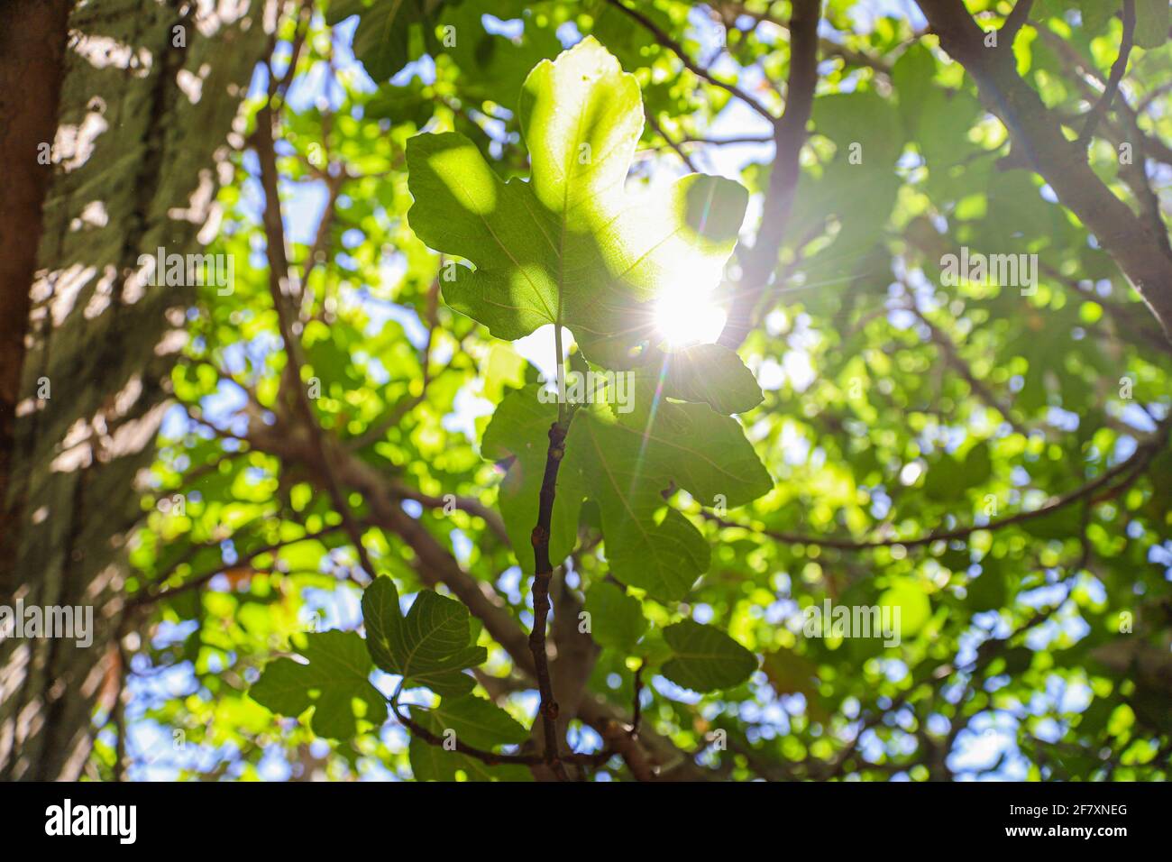 Fig or fig tree leaf. Hoja de arbol de higo o higuera (Photo by Luis ...
