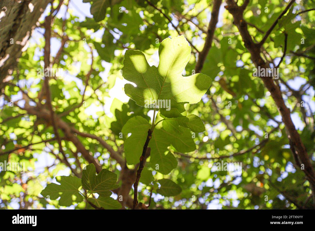 Fig or fig tree leaf. Hoja de arbol de higo o higuera (Photo by Luis ...