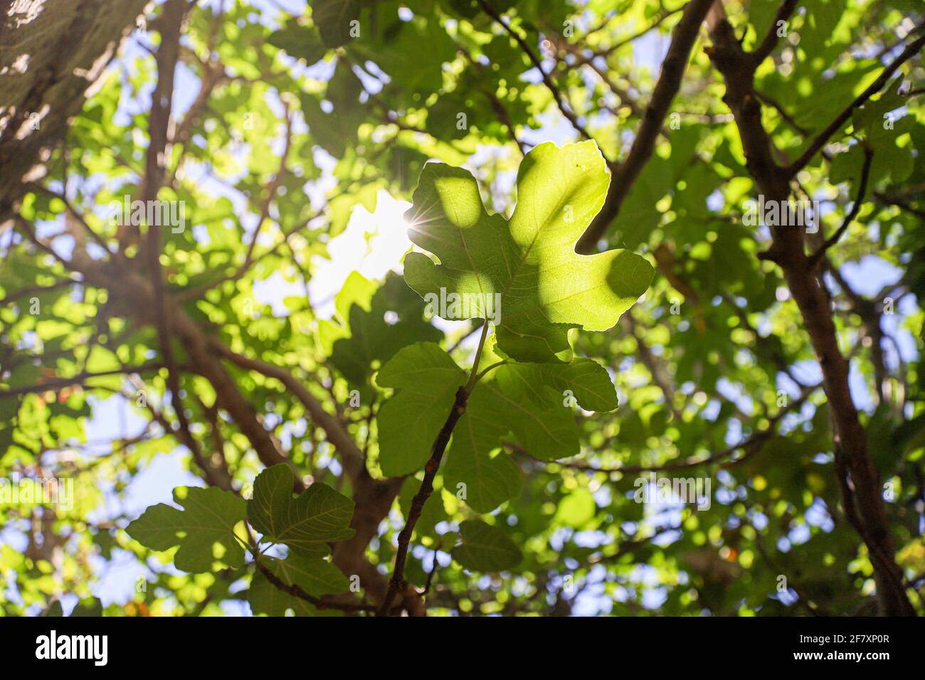 árbol de higo hi-res stock photography and images - Alamy