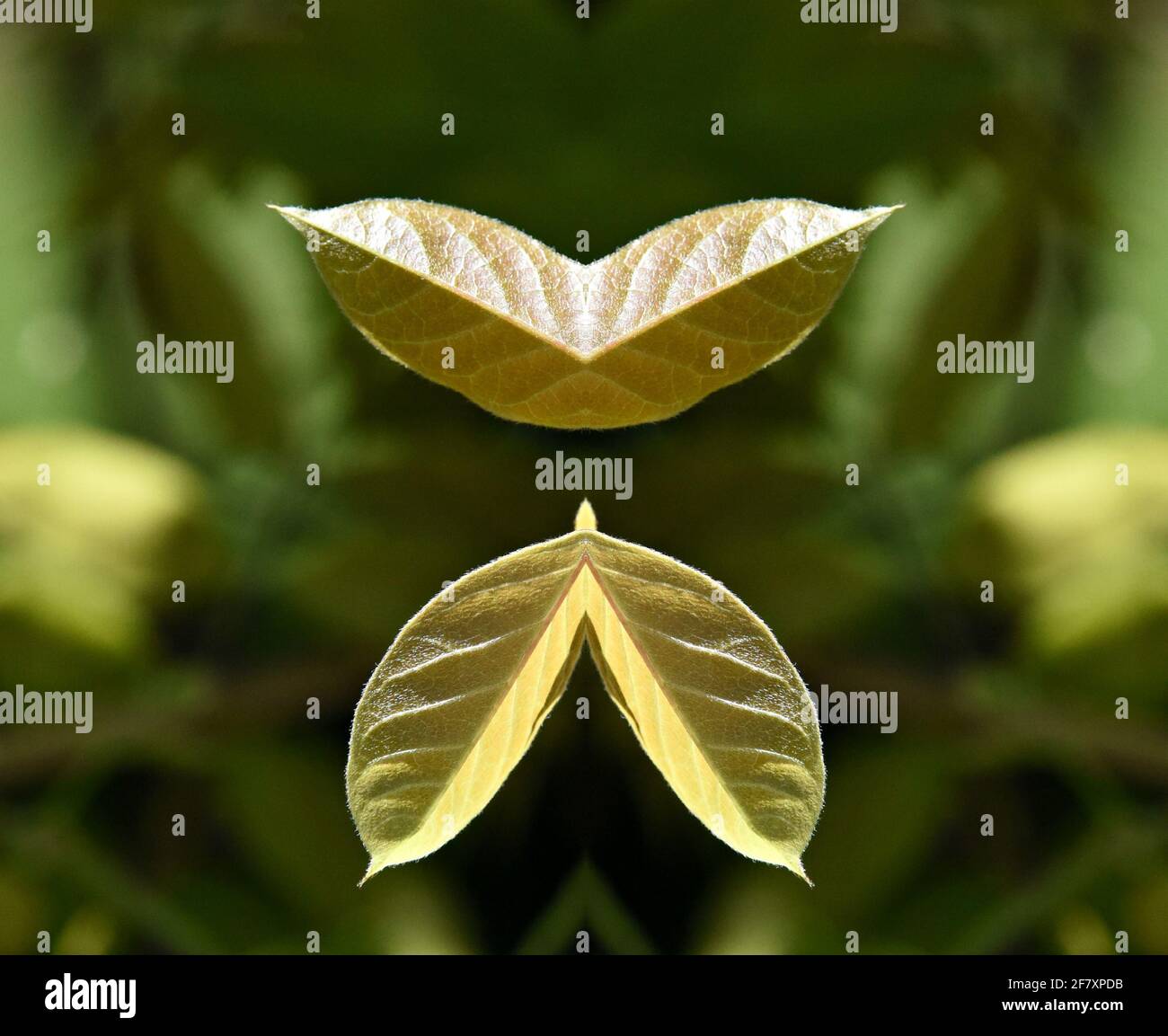 Green leaves with veins on a symmetrical lip-shaped abstract ...