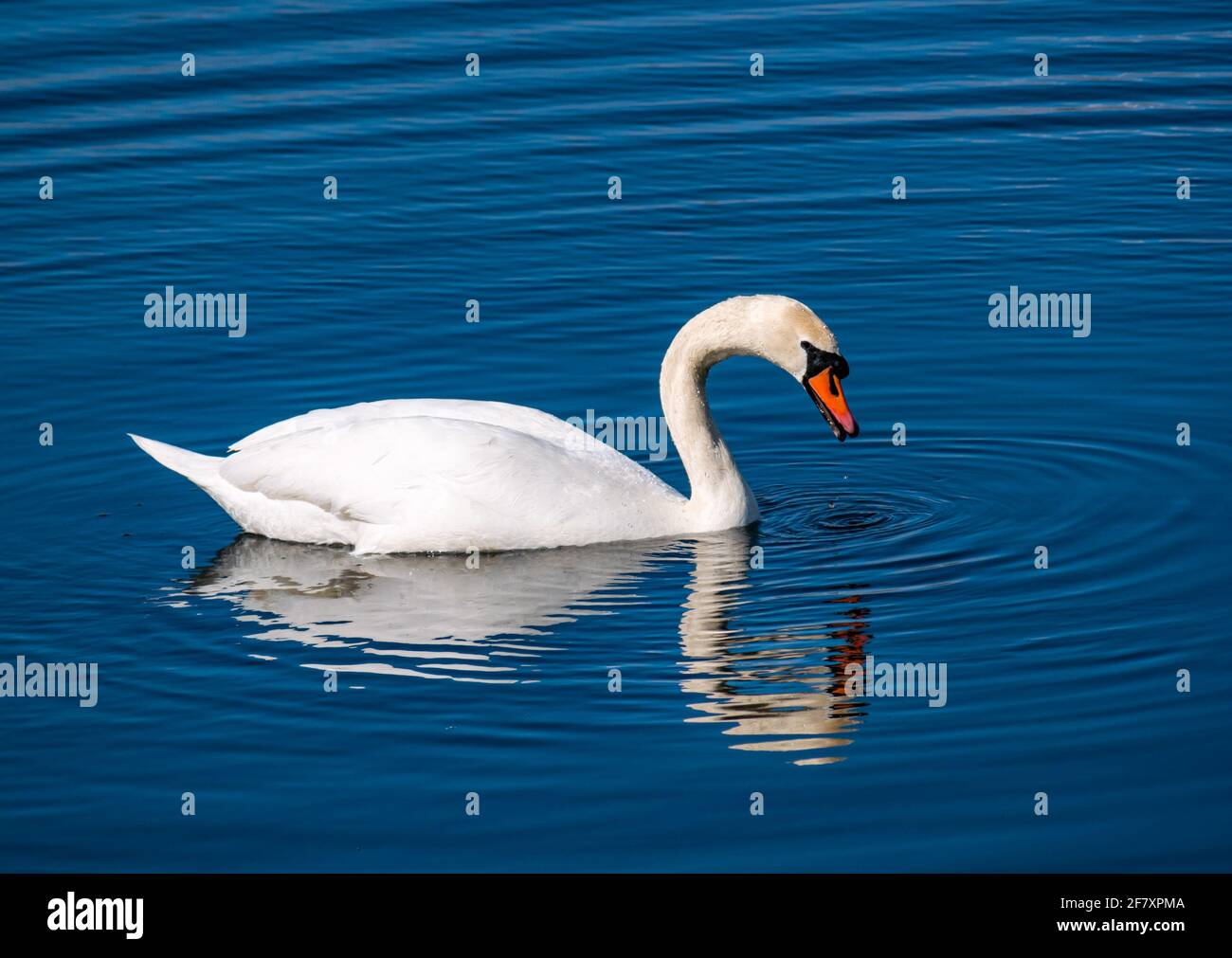 Process more swimming hi-res stock photography and images - Alamy